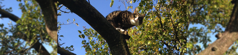 Katzenhilfe Bremen e.V. – Ehrenamtlicher Einsatz für Straßenkatzen in ...