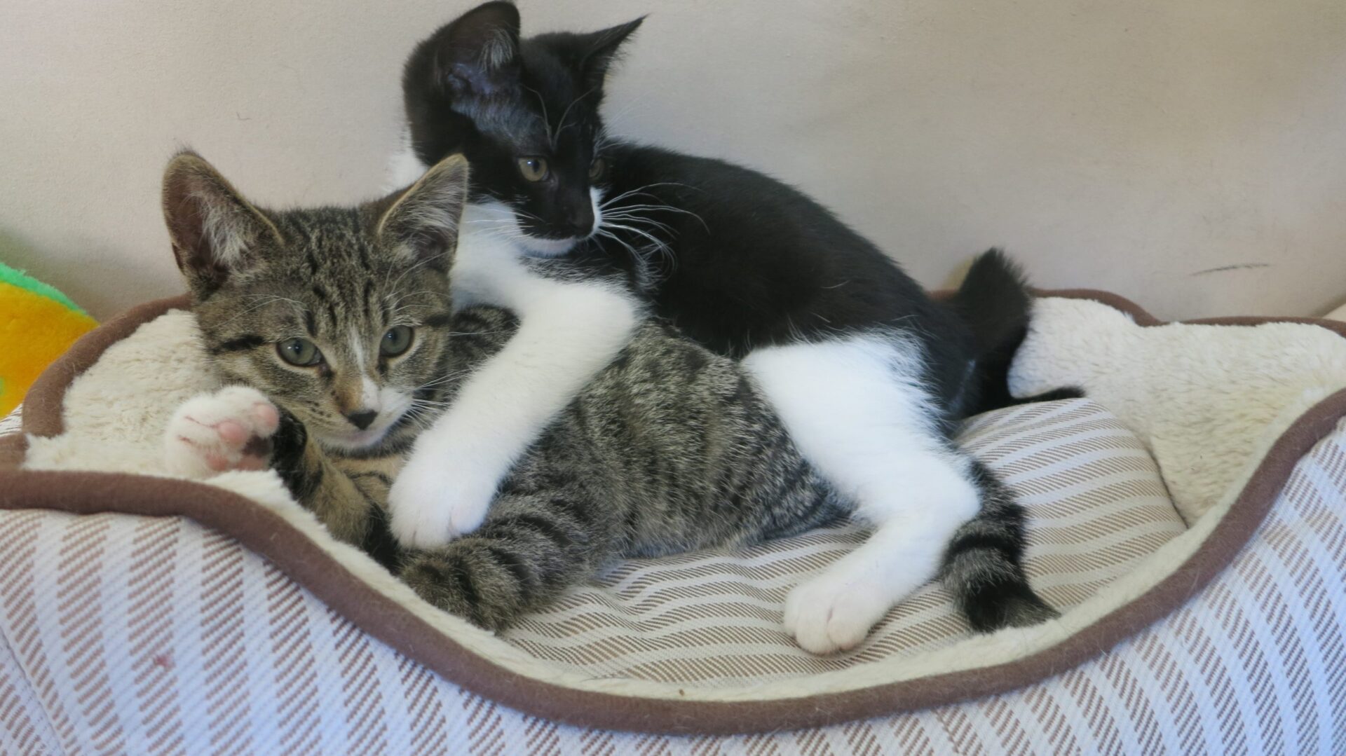 Katzenvermittlung – Katzenhilfe Bremen e.V.