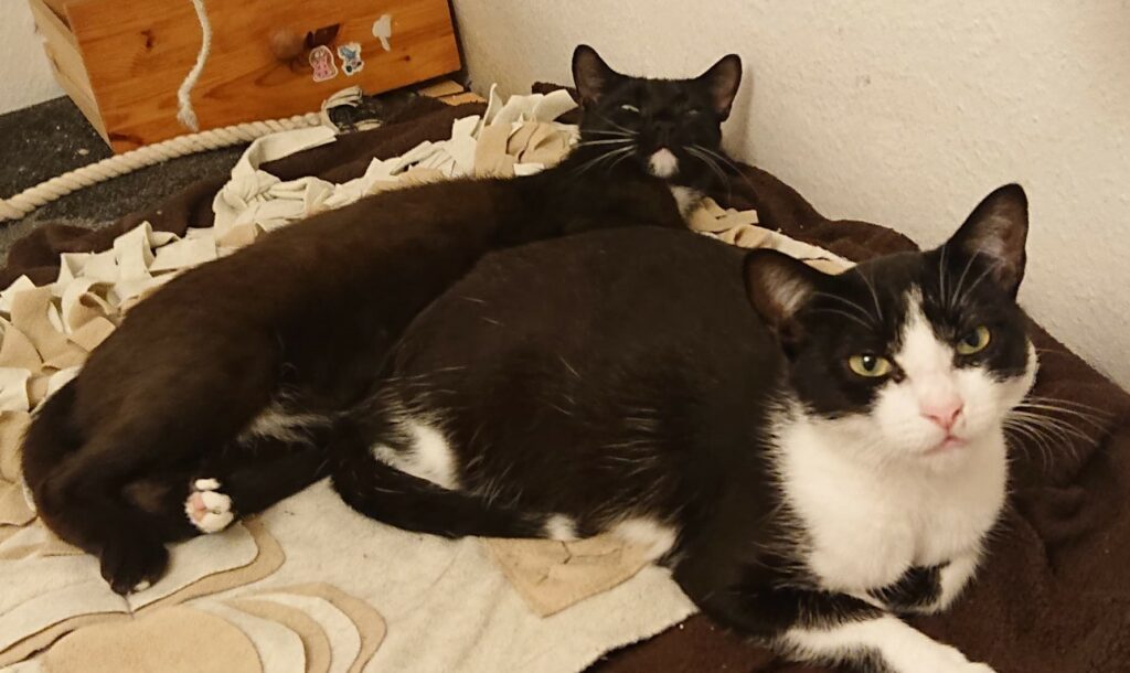 Katzenhhle Fr 2 Katzen